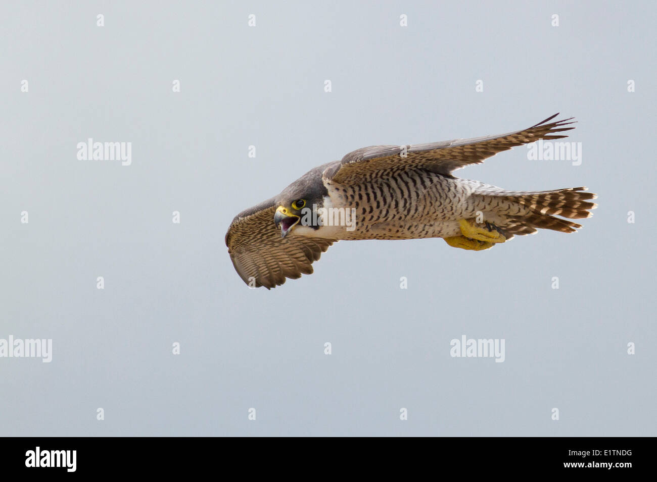Peregrine Falcon, Falco peregrinus, Kamloops, BC, Canada Stock Photo ...