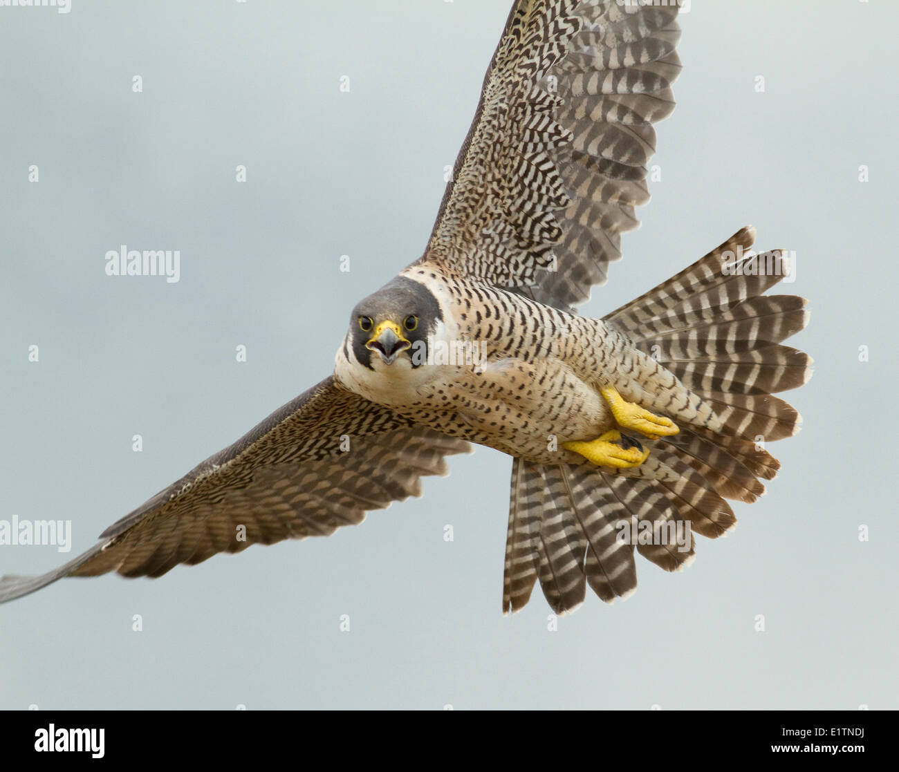 Peregrine Falcon, Falco peregrinus, Kamloops, BC, Canada Stock Photo ...