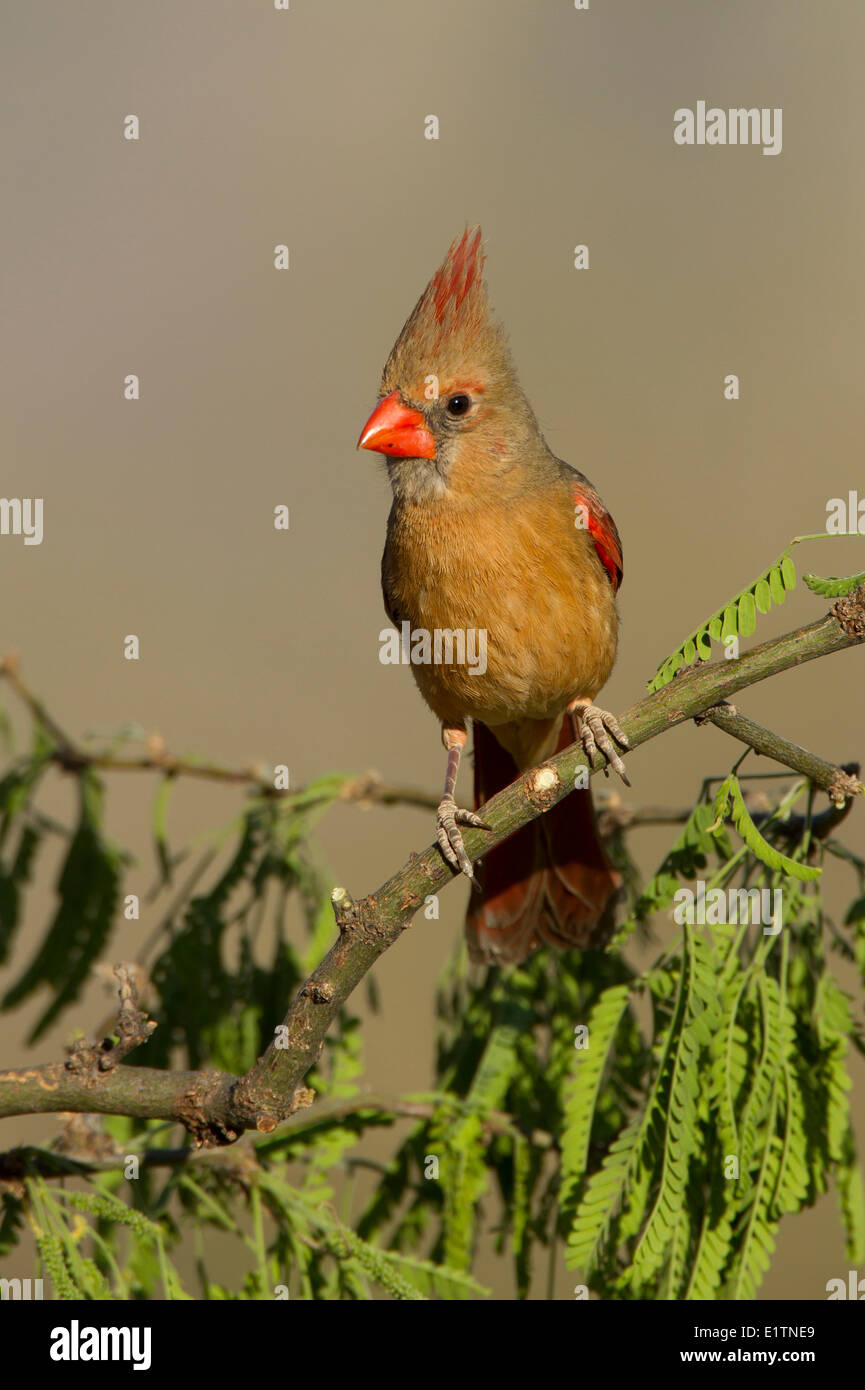 Desert cardinal hi-res stock photography and images - Alamy