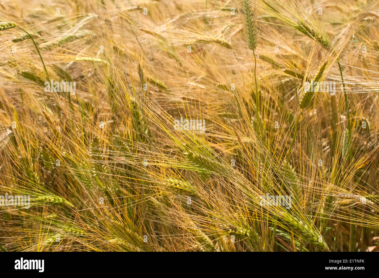 Wheat field closeup Stock Photo - Alamy