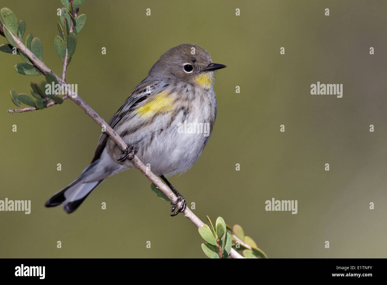 Yellow rumped warbler flying hi-res stock photography and images - Alamy