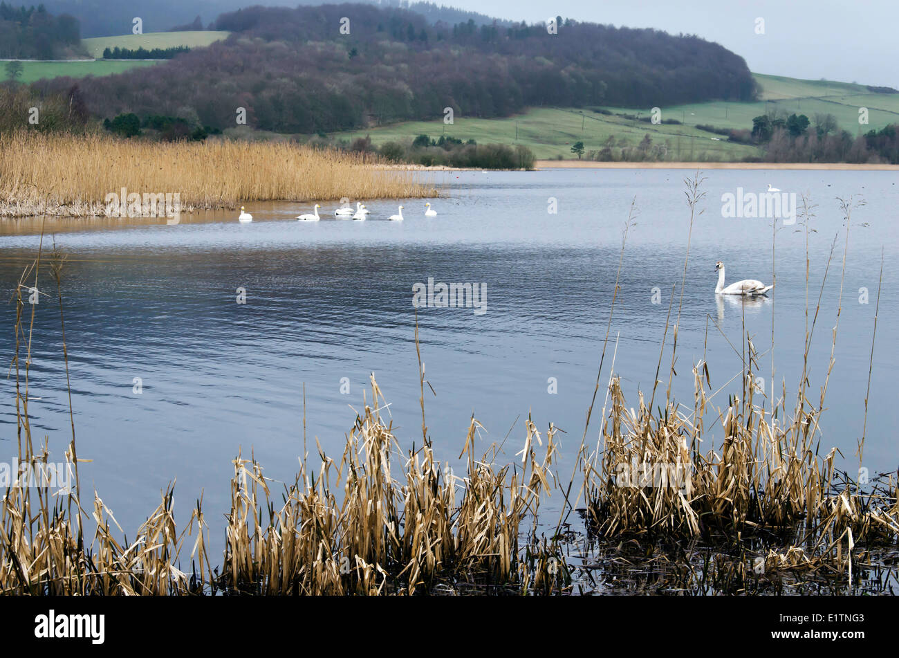 Lochore hi-res stock photography and images - Alamy