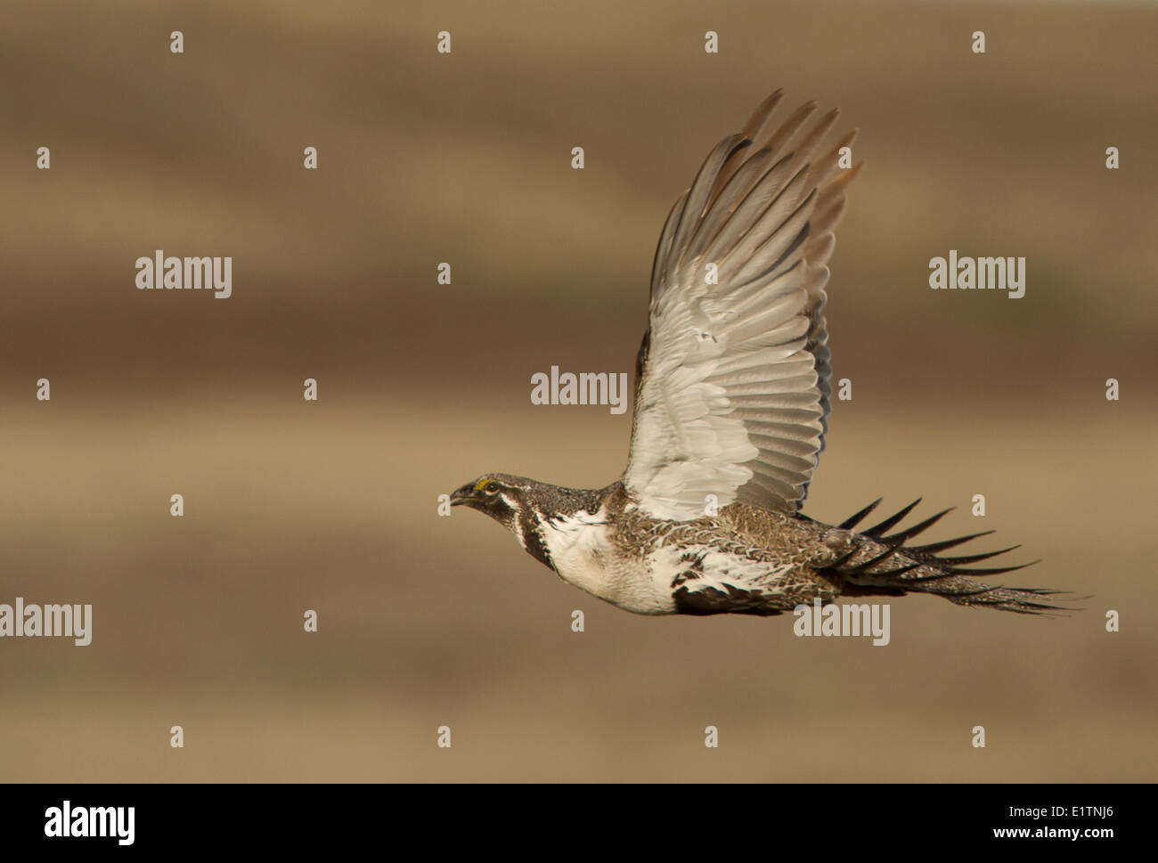 The sage grouse centrocercus urophasianus hi-res stock photography and ...