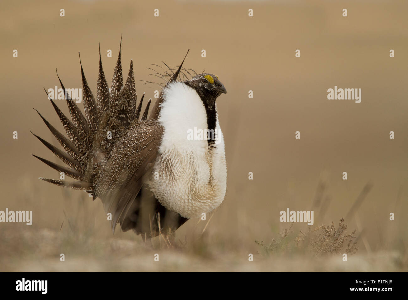 The sage grouse centrocercus urophasianus hi-res stock photography and ...