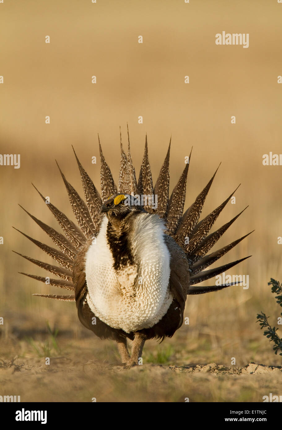 The sage grouse centrocercus urophasianus hi-res stock photography and ...