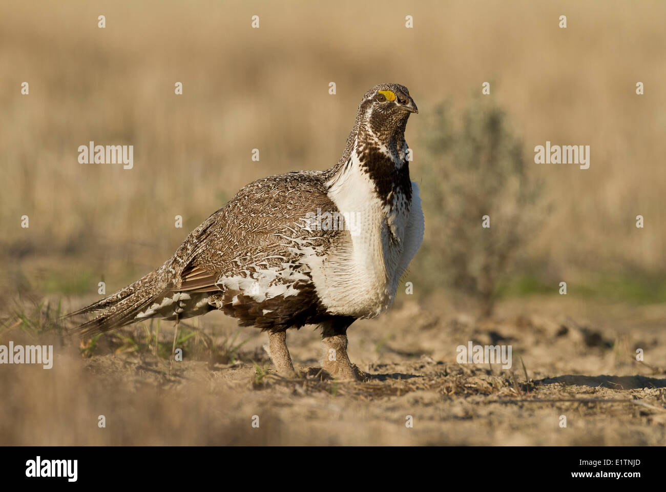 Greater sage grouse hi-res stock photography and images - Alamy