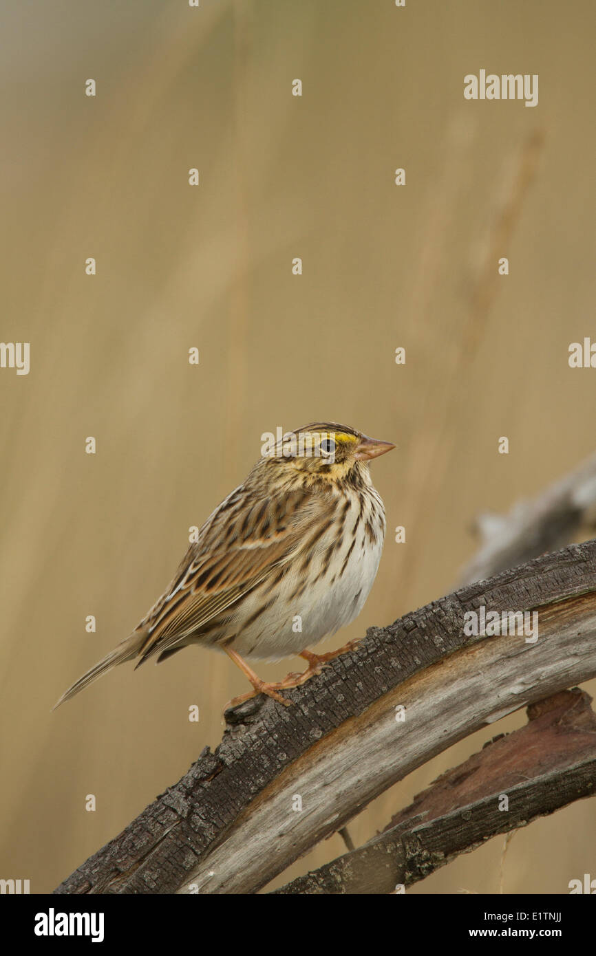 Sandwichensis hi-res stock photography and images - Alamy