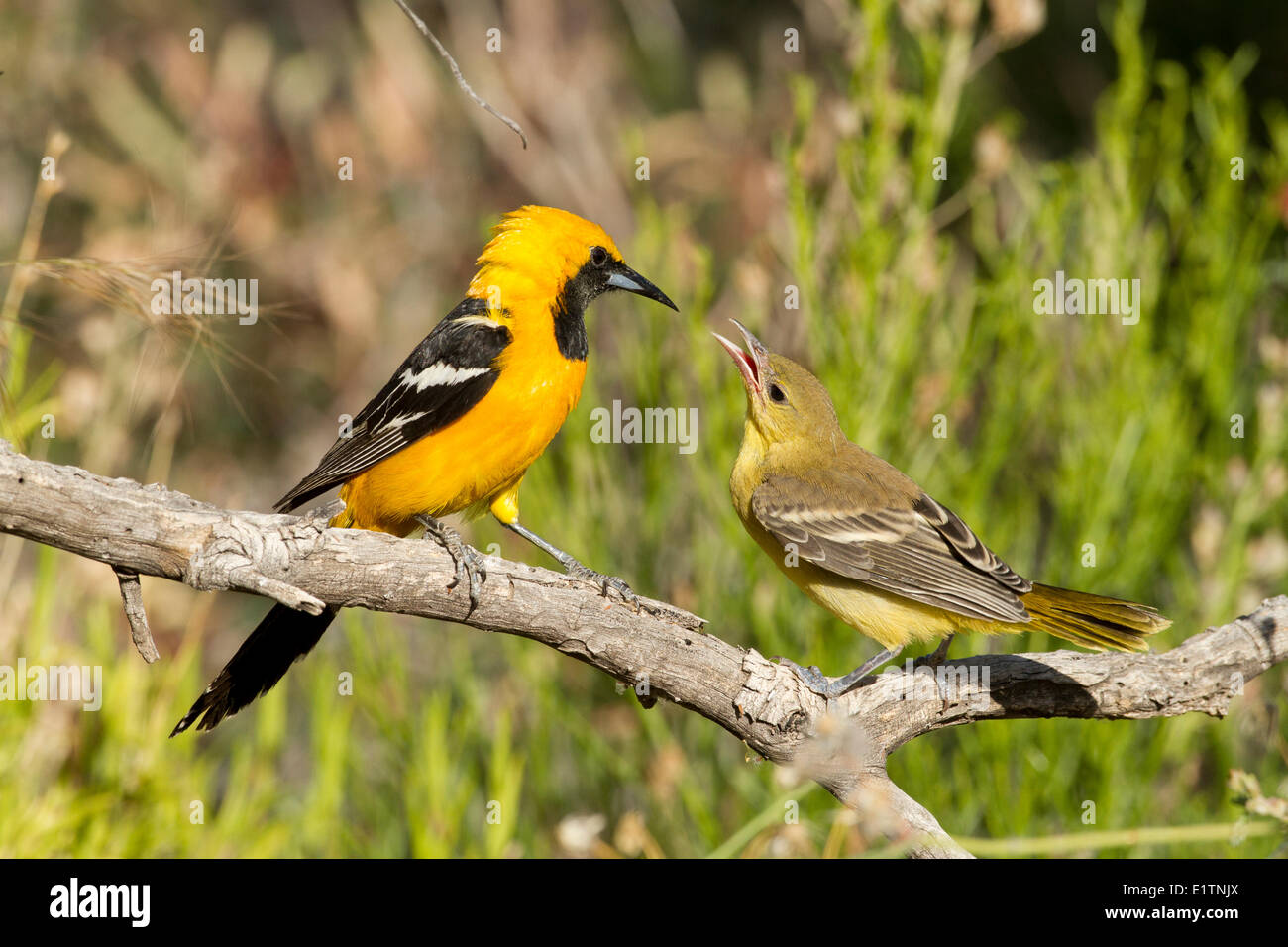 Scotts oriole hi-res stock photography and images - Alamy
