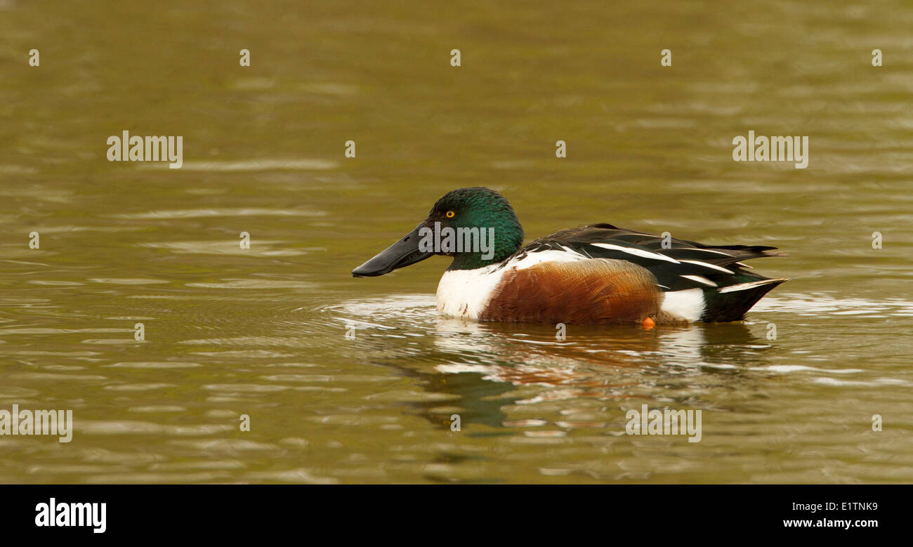 Shoveller High Resolution Stock Photography and Images - Alamy