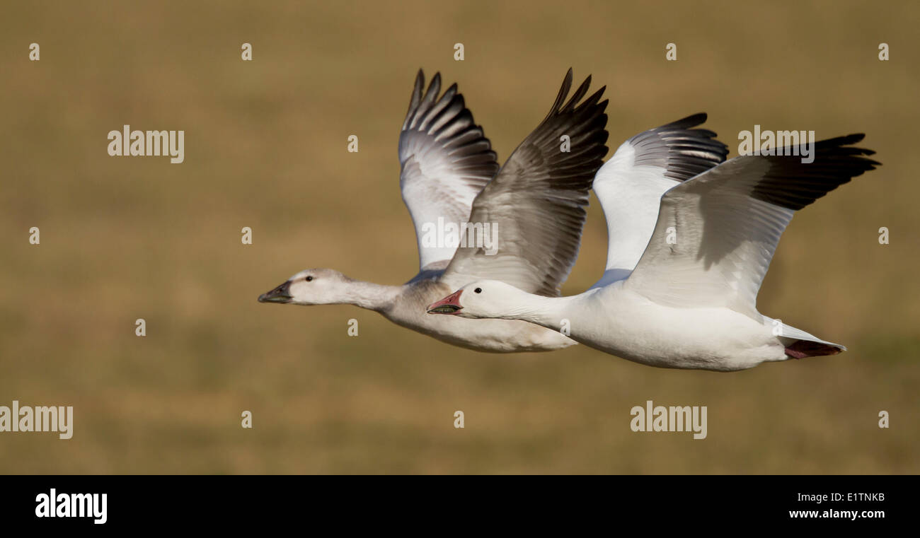 Snow Goose, Chen caerulescens, Bosque Del Apache, New Mexico, USA Stock ...