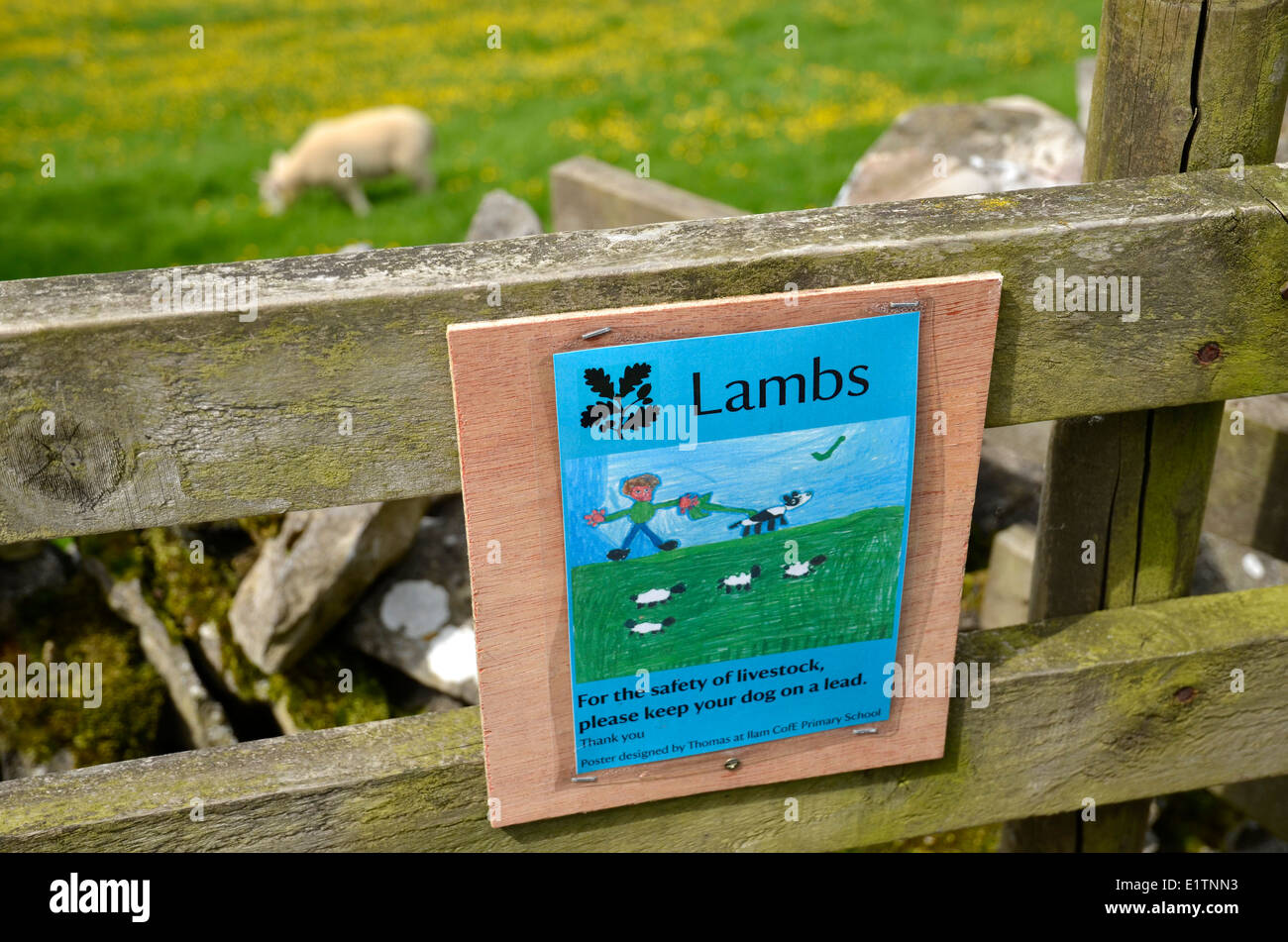 A lambing season warning sign in the Derbyshire Dales Stock Photo - Alamy