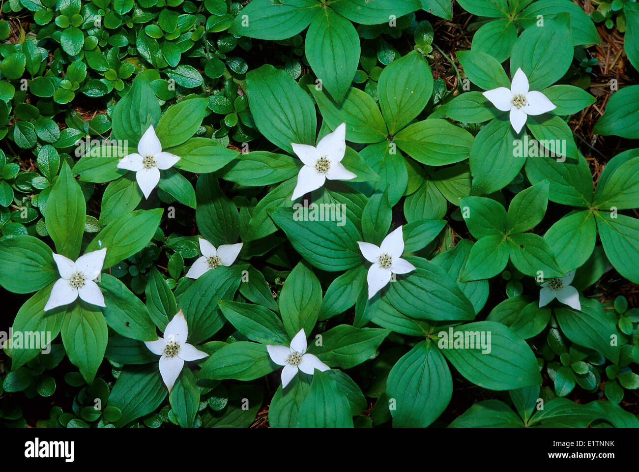 Cornus canadensis hi-res stock photography and images - Alamy