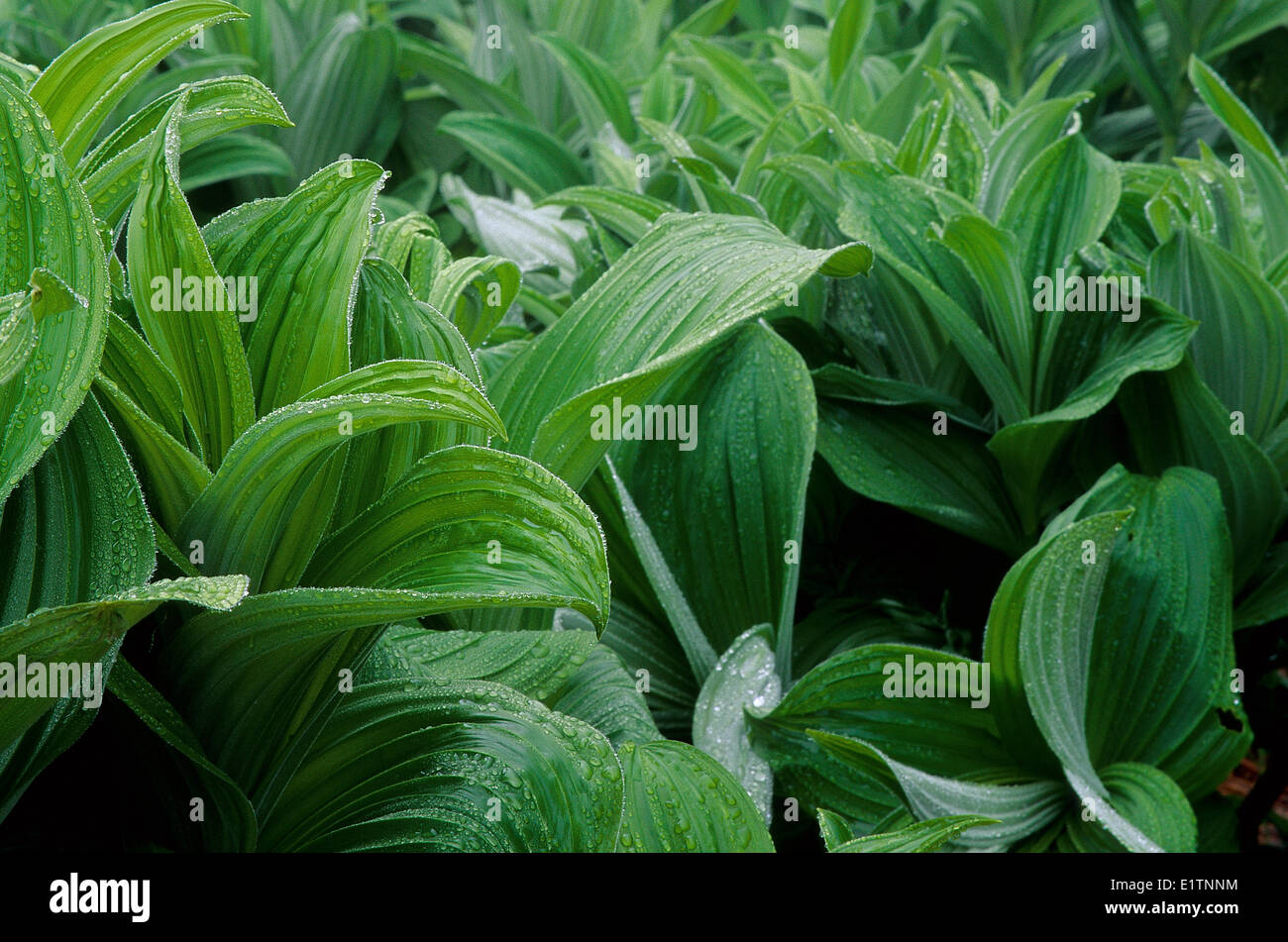 False Hellebore, Indian Hellebore, Veratrum viride, Pemberton, BC ...