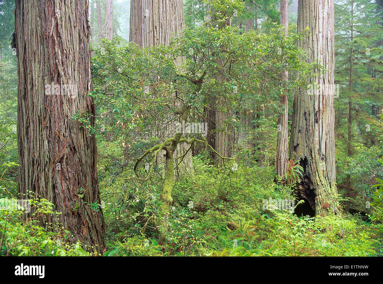Redwoods national park hi-res stock photography and images - Alamy