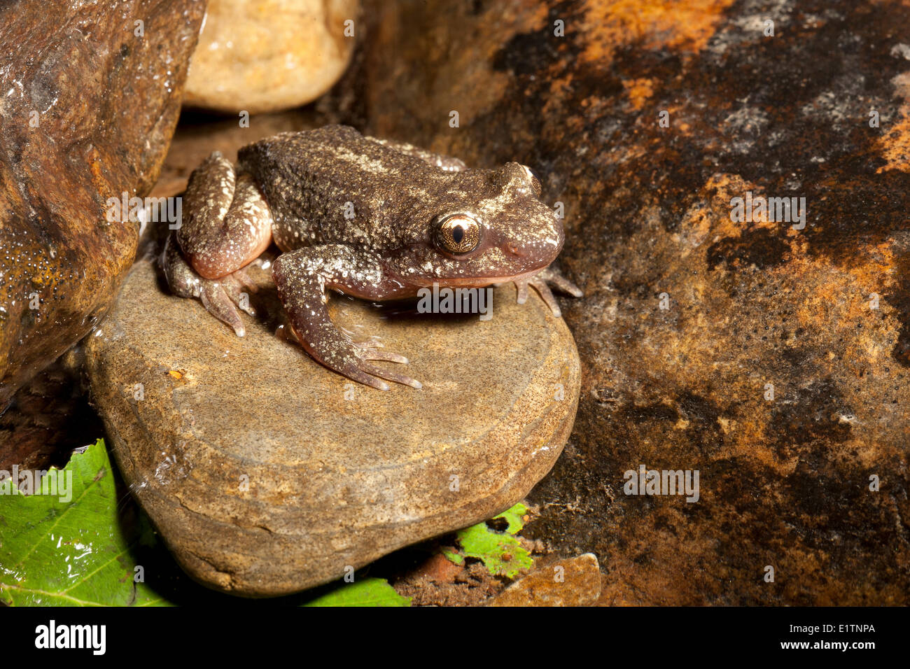 Rocky mountain tailed frog hi-res stock photography and images - Alamy