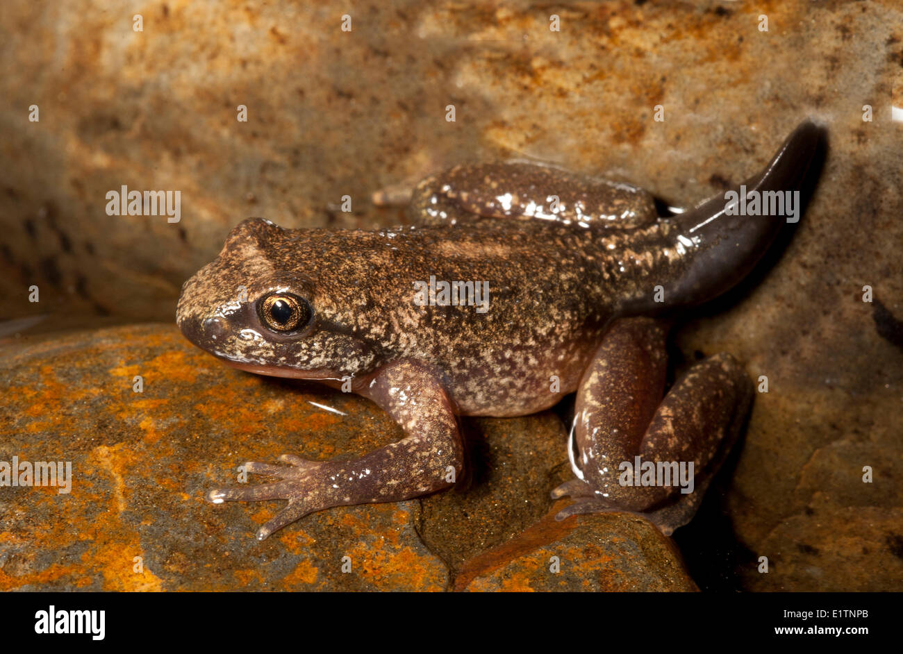 Rocky Mountain Tailed Frog High Resolution Stock Photography and Images ...
