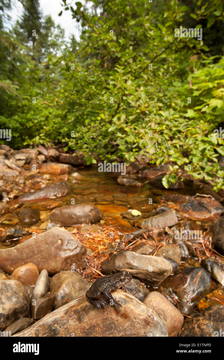 Tailed frog hi-res stock photography and images - Alamy
