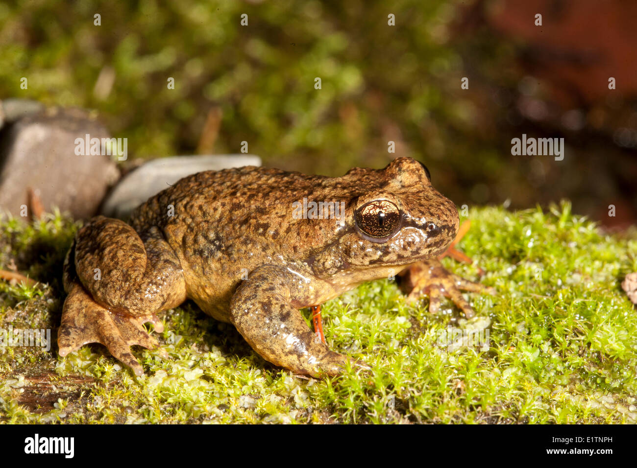 Rocky Mountain Tailed Frog, Ascaphus montanus, Moyie River, Kootenays ...
