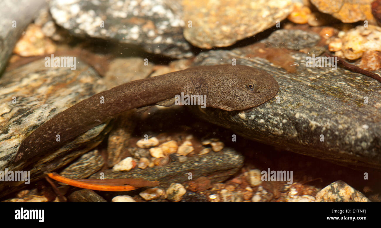 Coastal Tailed Frog, Ascaphus truei, Mowhokum Creek, Coastal BC, Canada ...