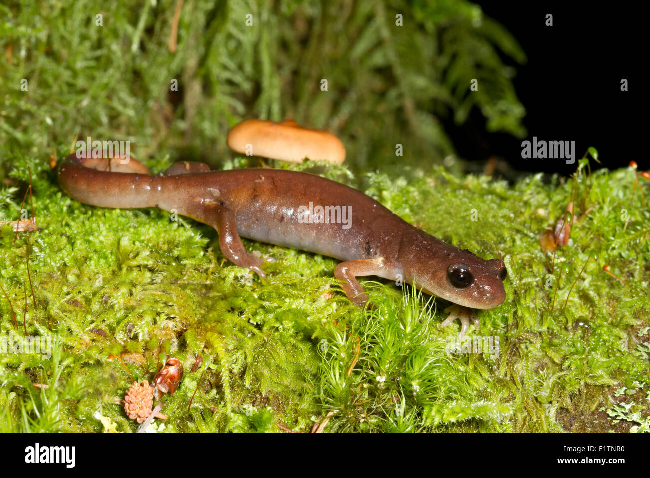 Ensatina, Ensatina eschscholtzii, Vancouver, BC, Canada Stock Photo - Alamy