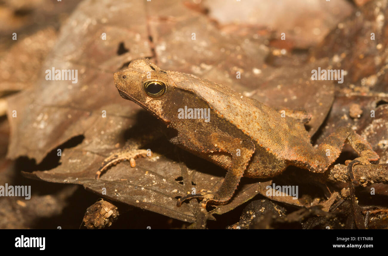Toad species, Rio Napo, Amazon Basin, Ecuador Stock Photo - Alamy