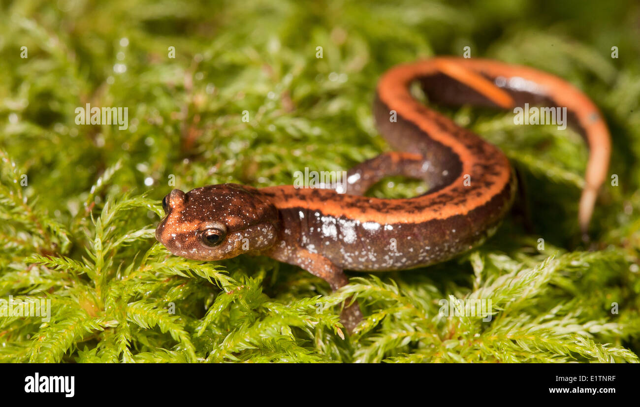 Western Red-backed Salamander, Plethodon vehiculum, Goldstream ...