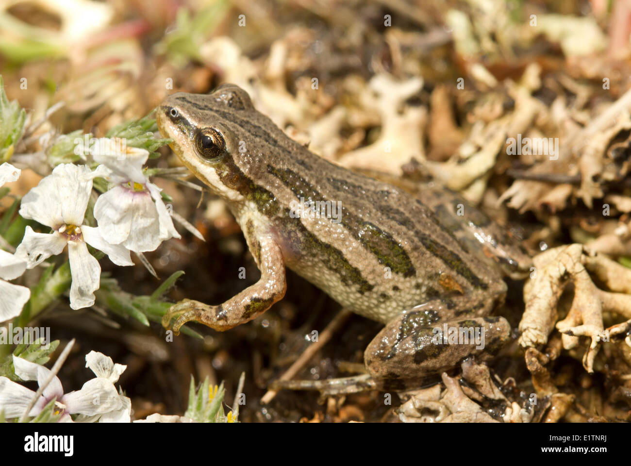Boreal Chorus Frog, Pseudacris maculata, Grasslands National Park ...