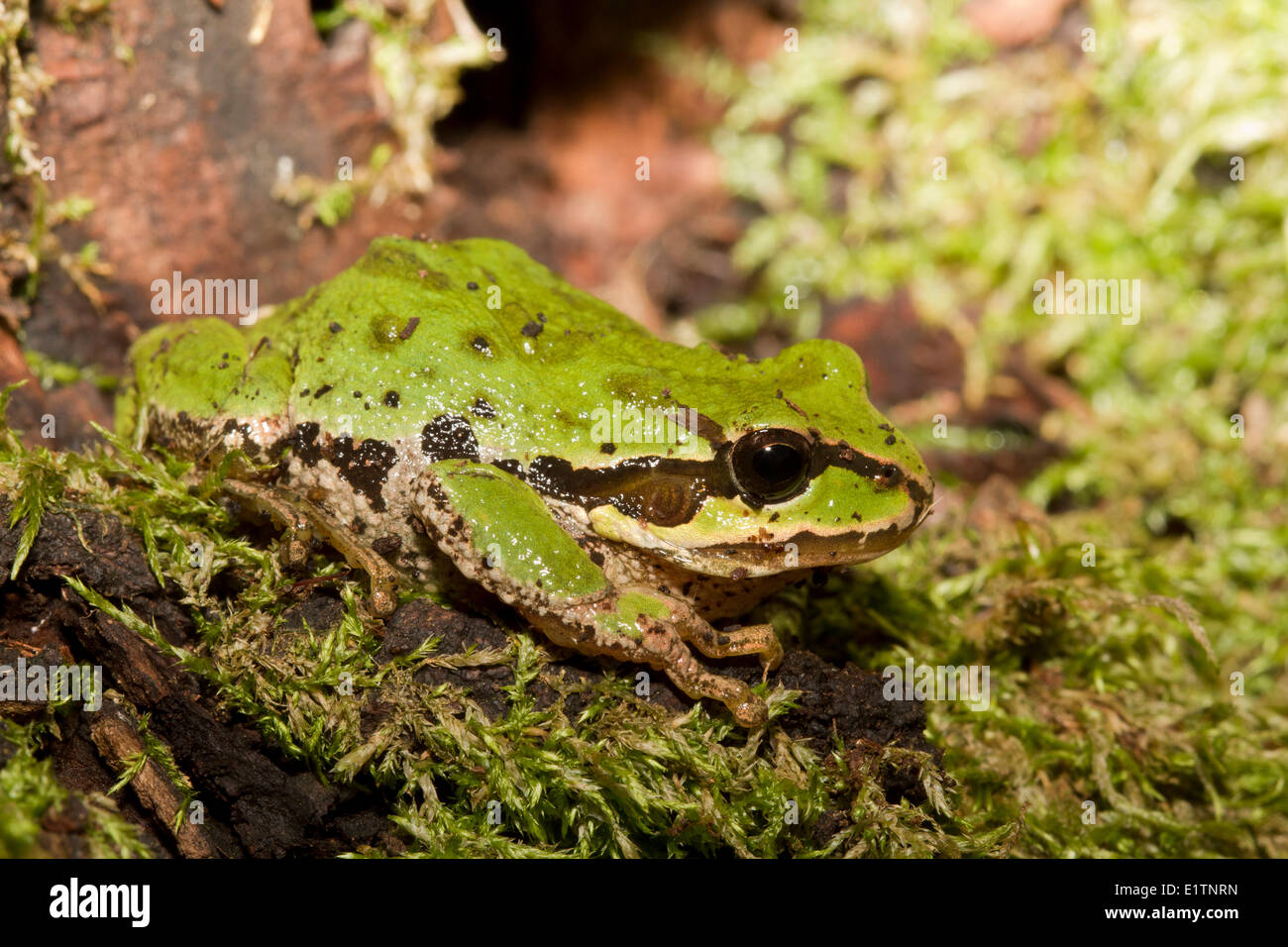 Pacific chorus tree frog hi-res stock photography and images - Alamy