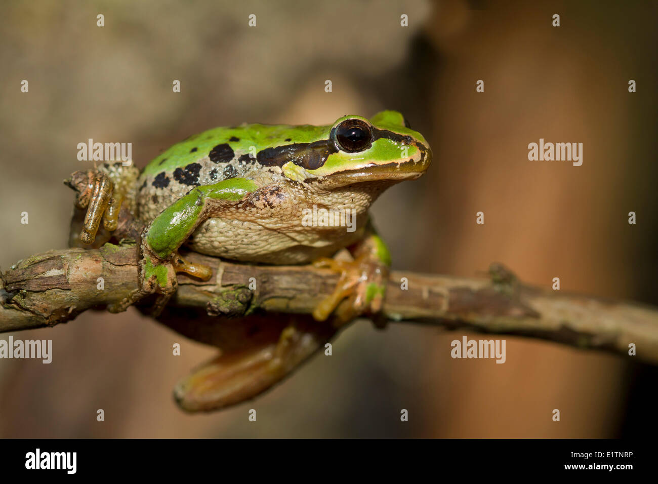 Blue Pacific Tree Frog