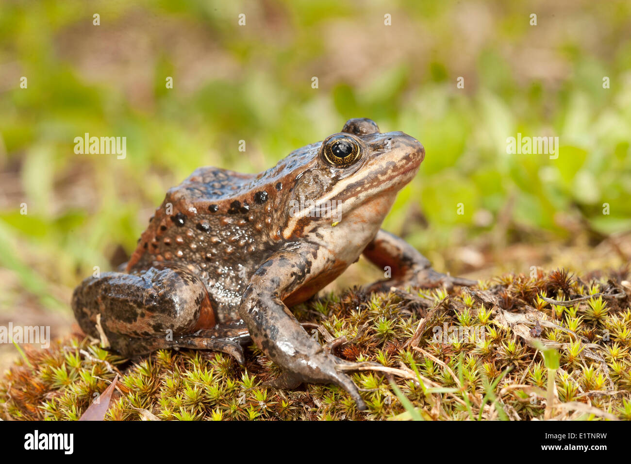 Columbian spotted frog hi-res stock photography and images - Alamy