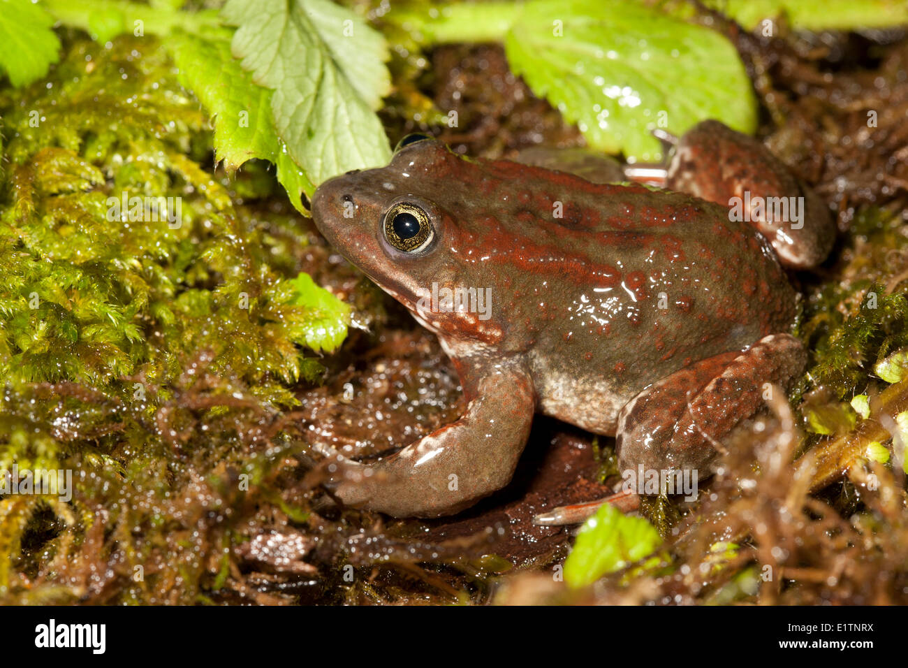 Oregon spotted frog hi-res stock photography and images - Alamy