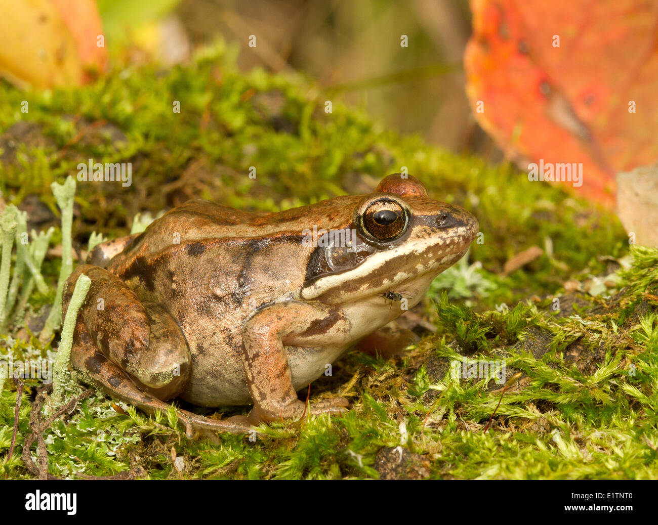 Wood Frog, Rana sylvatica, Alberta, Canada Stock Photo - Alamy