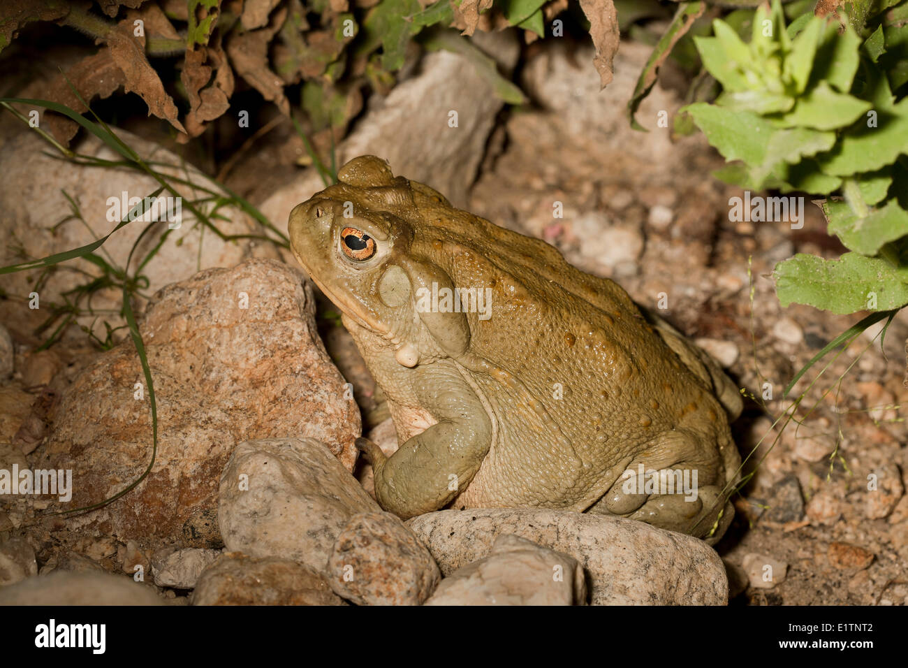 Arizona Toad, Anaxyrus microscaphus, Arizona, USA Stock Photo - Alamy