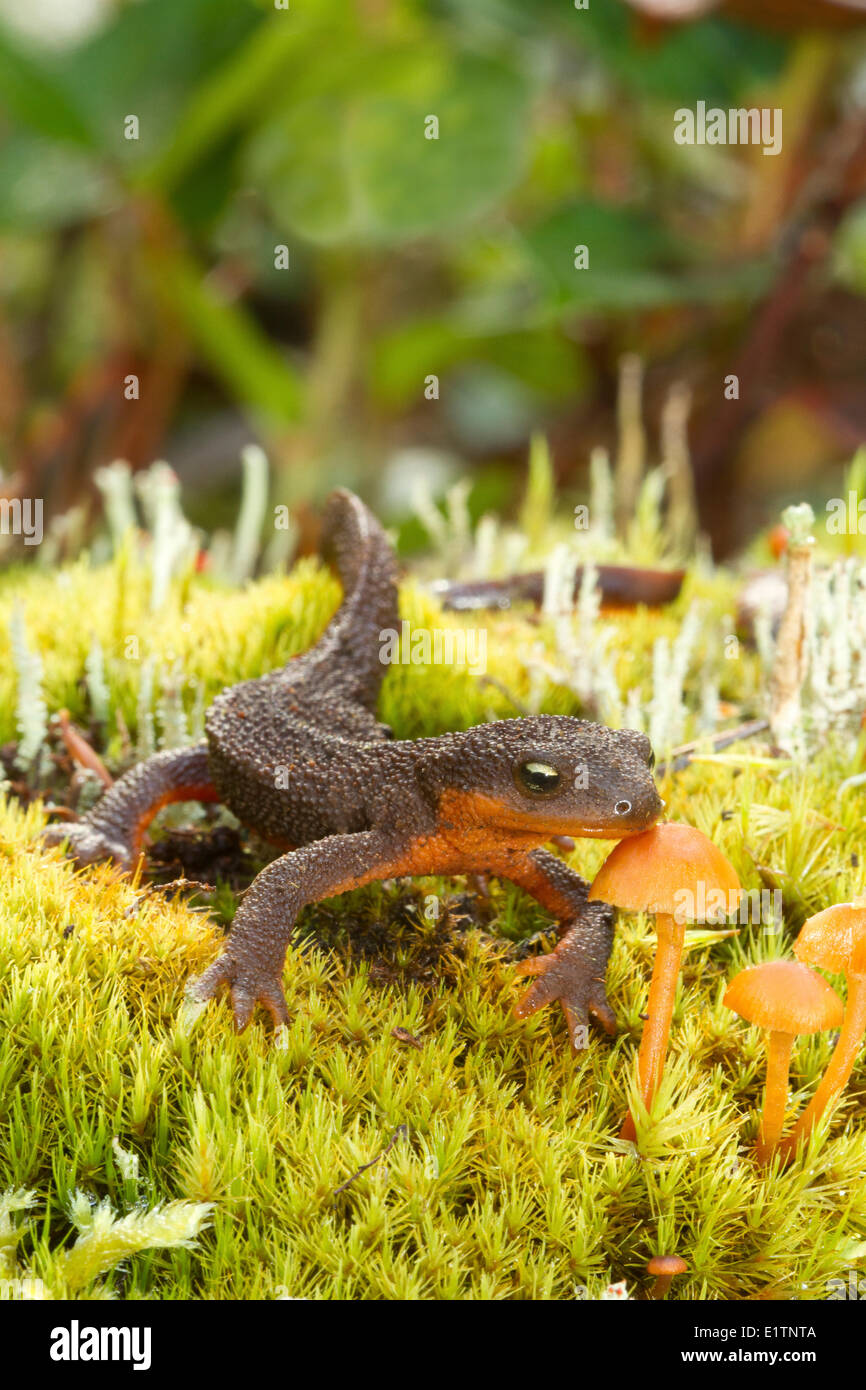 Rough skinned newt hi-res stock photography and images - Alamy