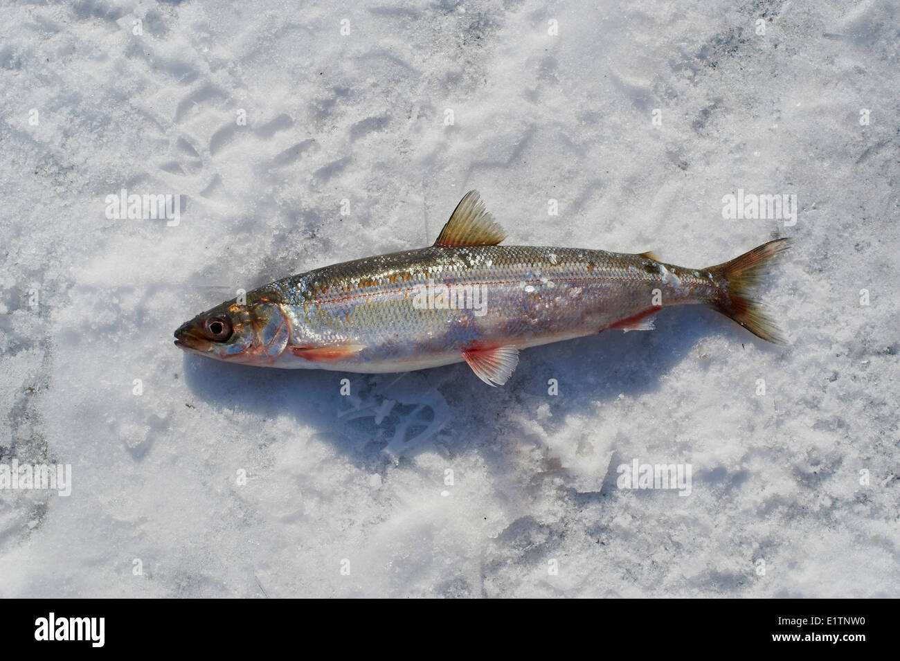 Fish lake baikal hi-res stock photography and images - Alamy