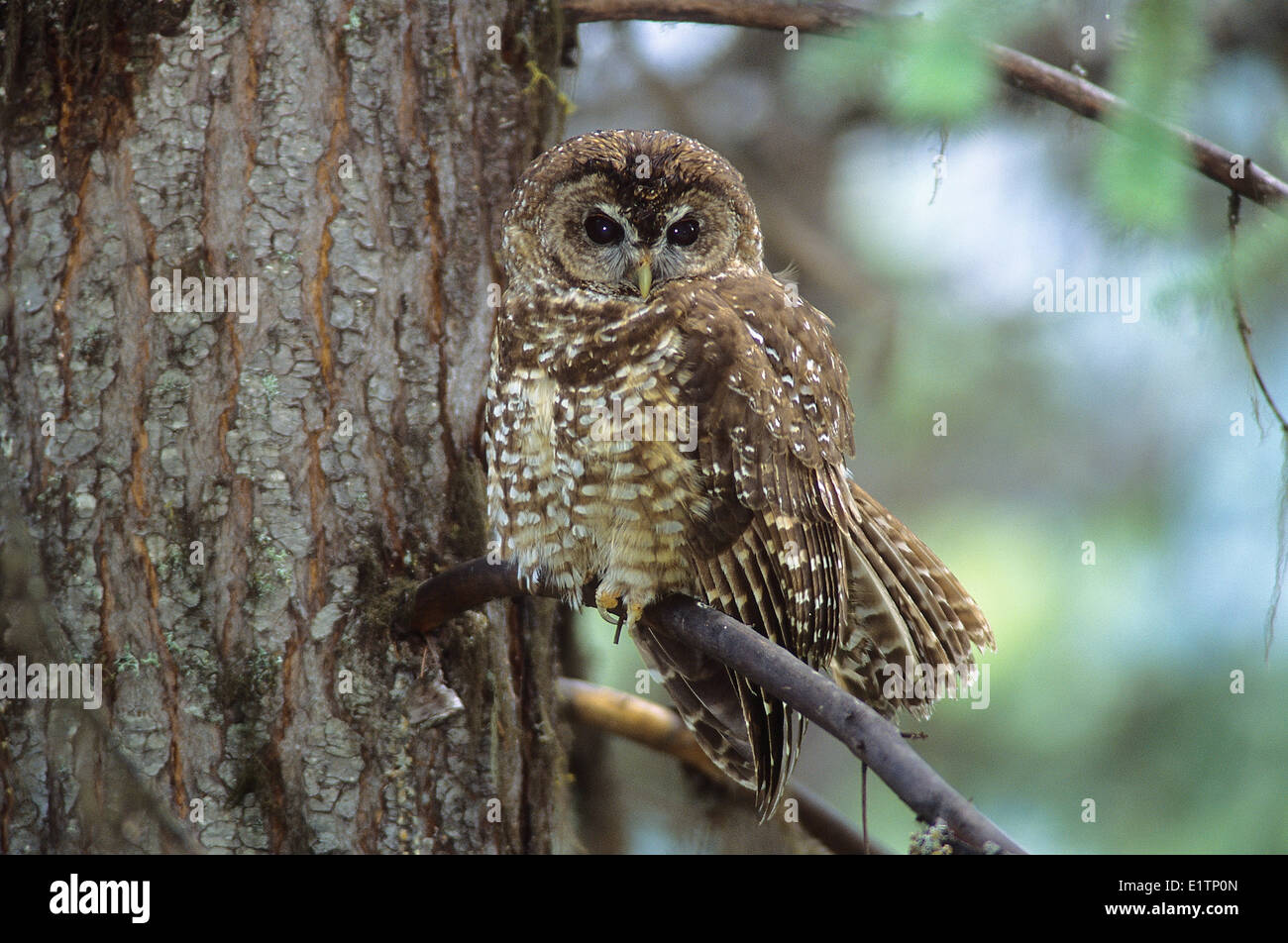 Southern bc spotted owl prey hi-res stock photography and images - Alamy