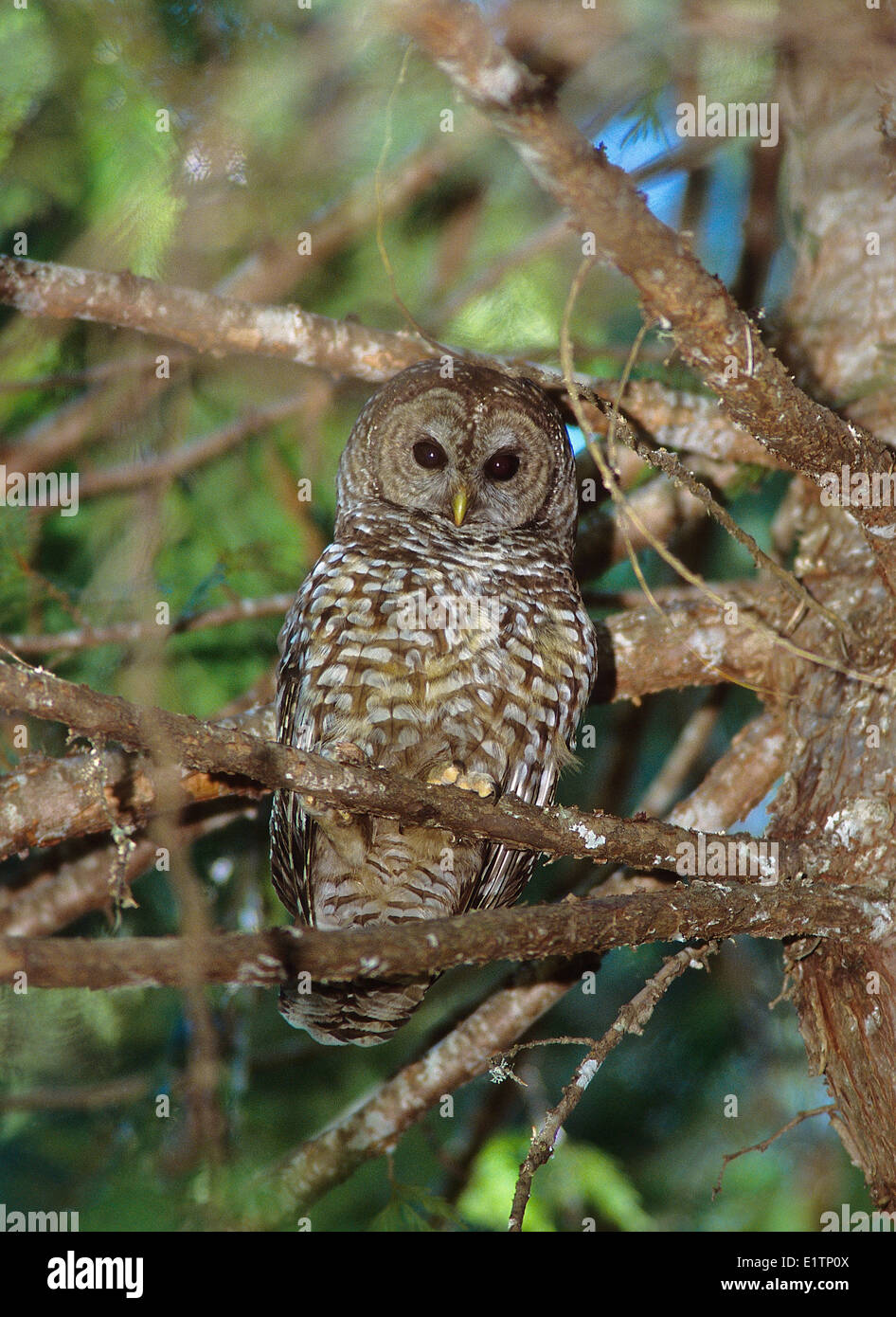 Northern Spotted Owl, Strix occidentalis caurina, Sparred Owl (Spotted ...