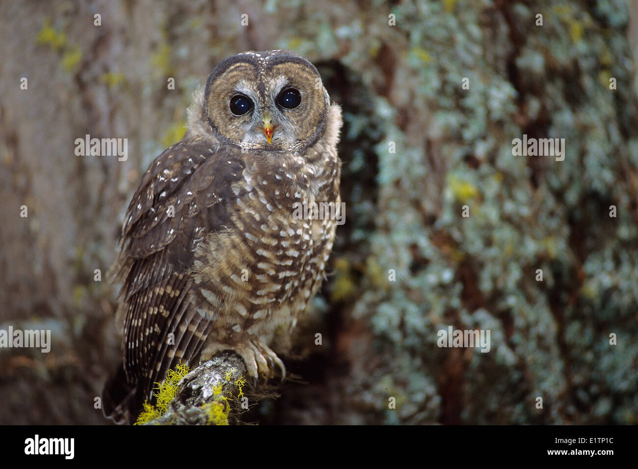 Northern Spotted Owl, Strix occidentalis caurina, Southern BC, Canada ...