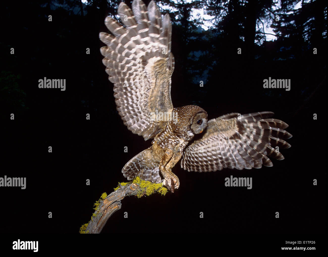 California Spotted Owl Flying