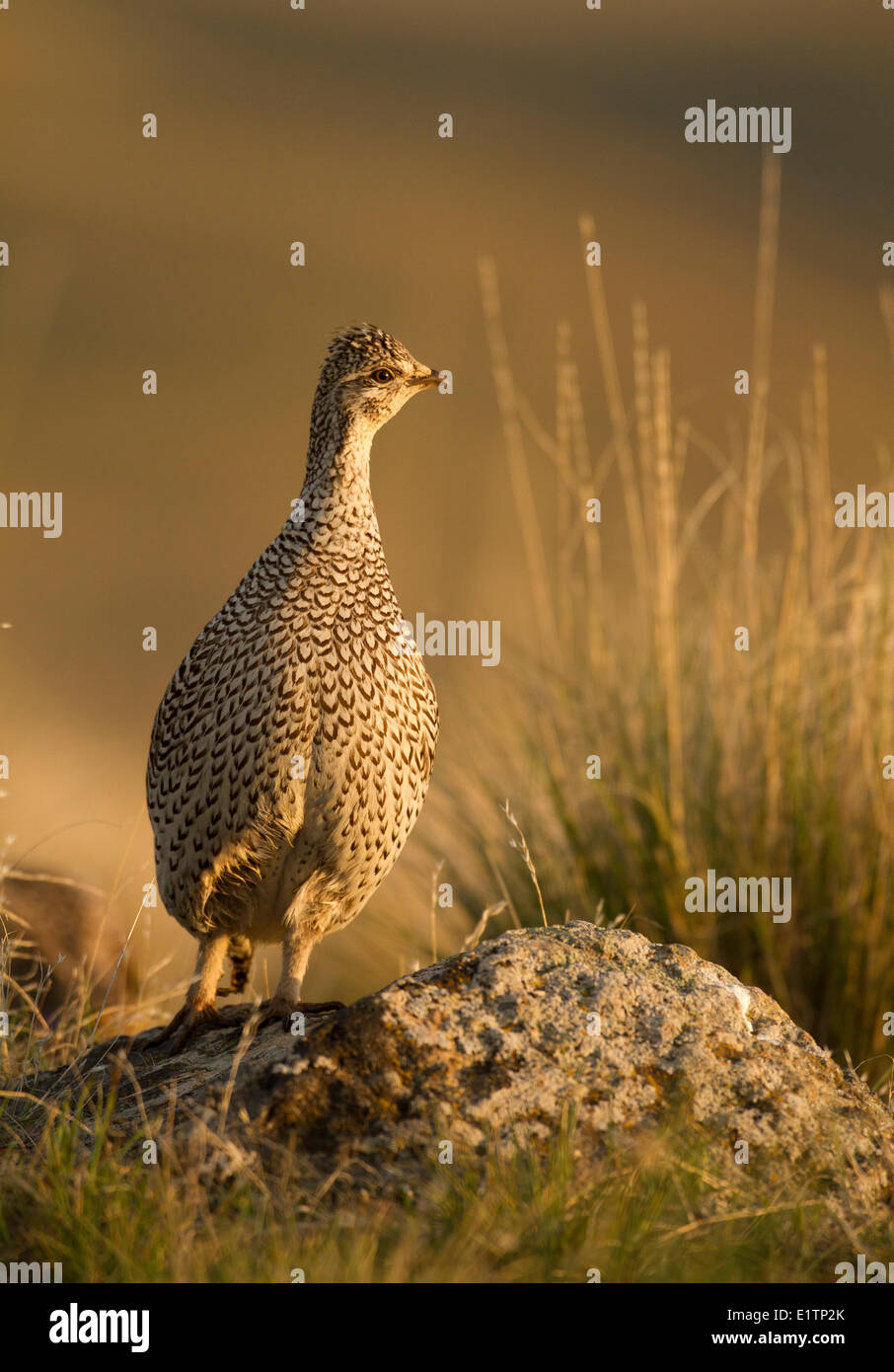 Sharp-tailed Grouse, Tympanuchus phasianellus, Kamloops, BC, Canada ...