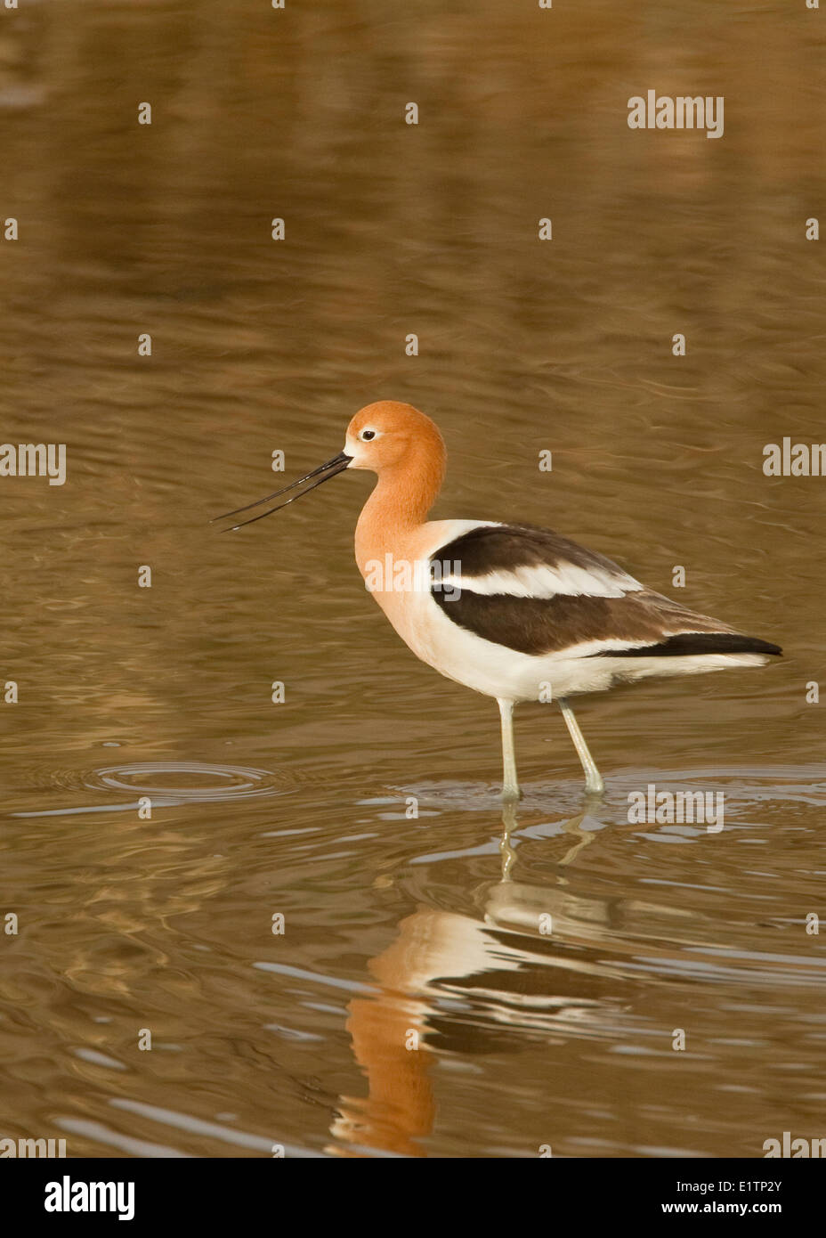 Avocet animal body hi-res stock photography and images - Alamy