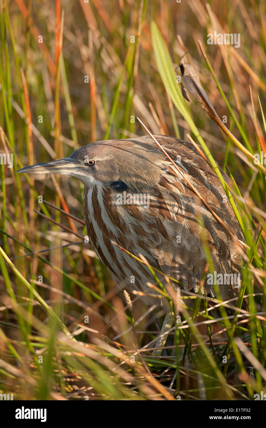 American Bittern, Botaurus lentiginosus, Everglades, Florida, USA Stock ...