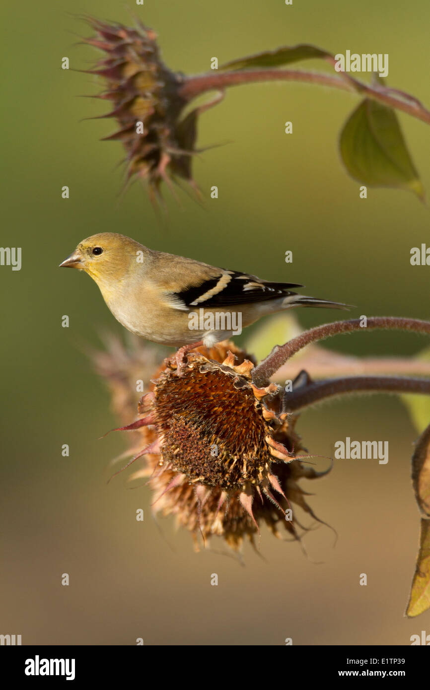 American Goldfinch Perched In Sunflower High Resolution Stock ...
