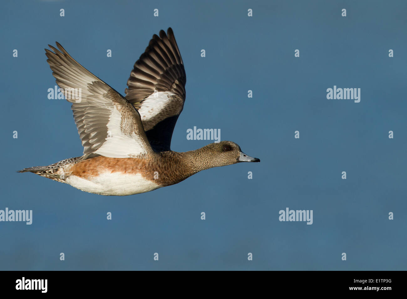 Common Widgeon Flying