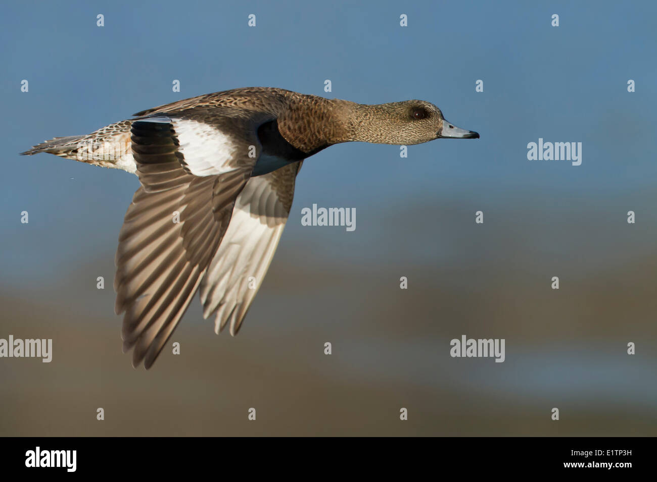 American Wigeon In Flight