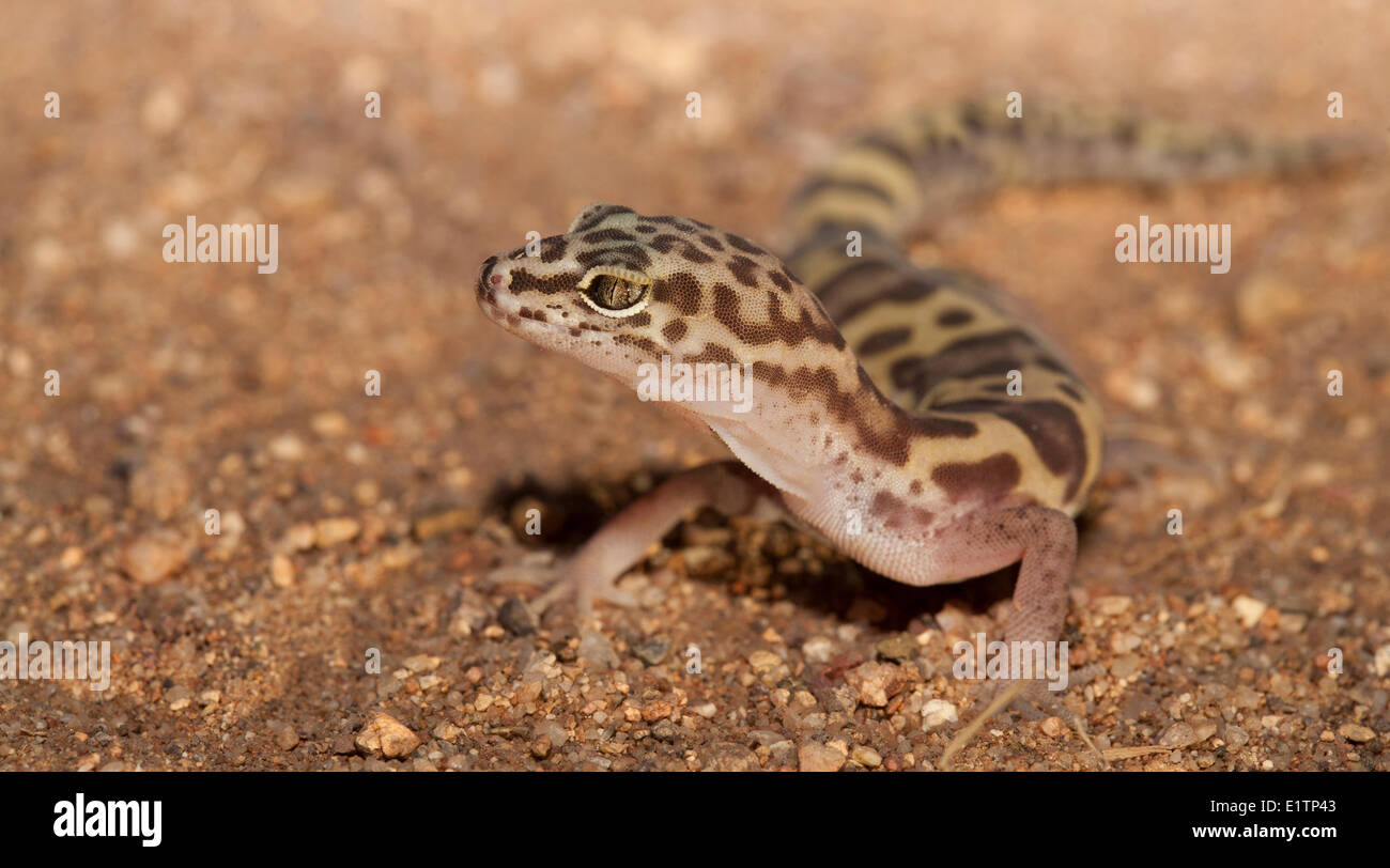 Banded Gecko, Coleonyx variegatus spp., Arizona, USA Stock Photo - Alamy