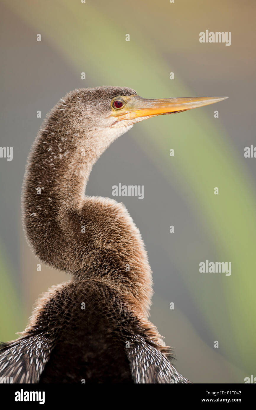 Anhinga, Anhinga anhinga, Everglades, Florida, USA Stock Photo - Alamy