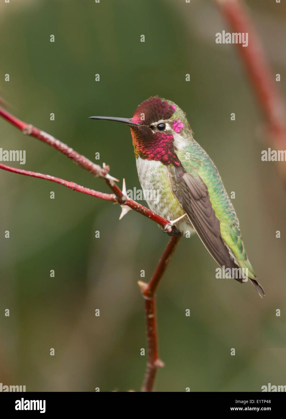 Hummingbirds canada hi-res stock photography and images - Alamy