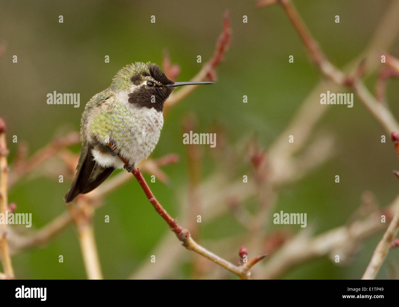 Hummingbirds canada hi-res stock photography and images - Alamy