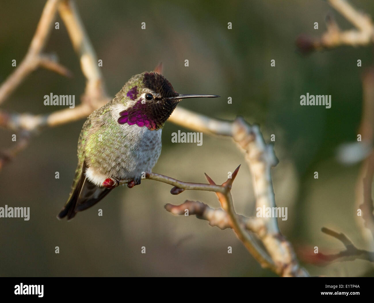 Hummingbirds canada hi-res stock photography and images - Alamy